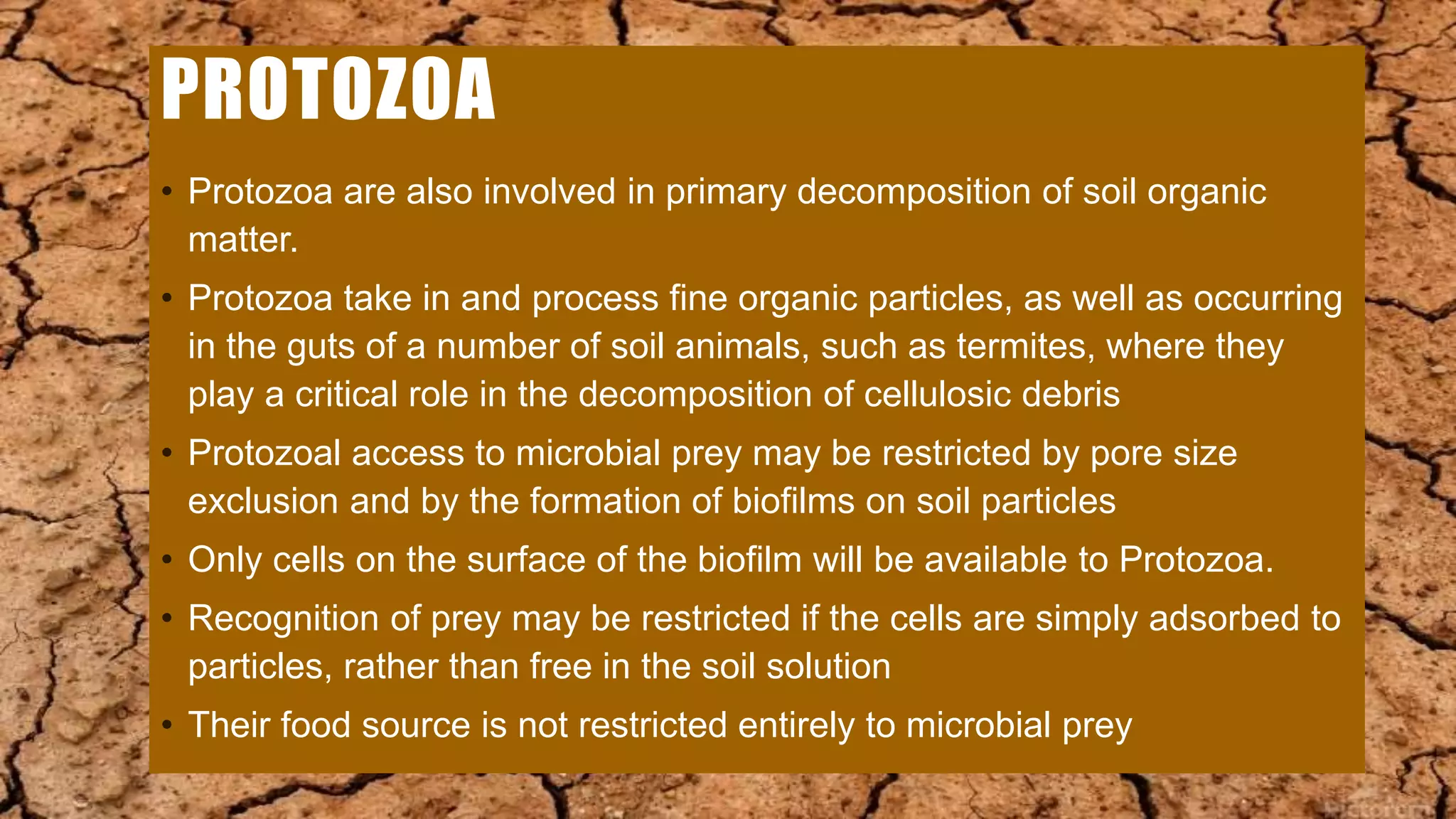 Microbial Ecology of Soil | PPTX