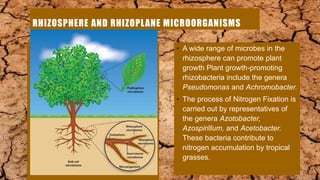 Microbial Ecology of Soil | PPTX