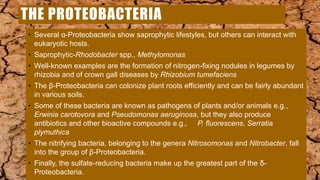 Microbial Ecology of Soil | PPTX
