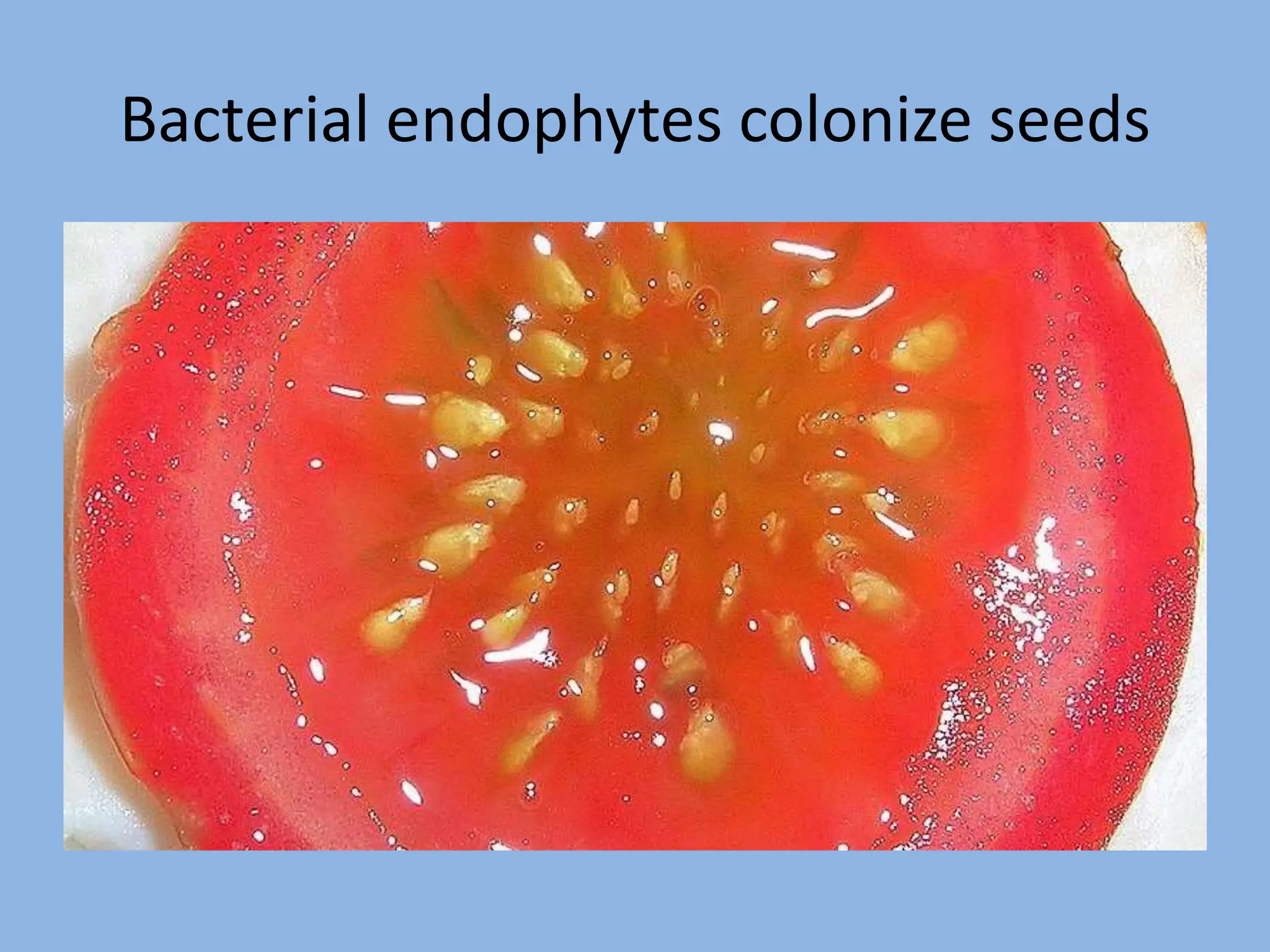 MICROBIAL ENDOPHYTES: DIVERSITY, FUNCTIONS, AND HOST-ENDOPHYTE ...