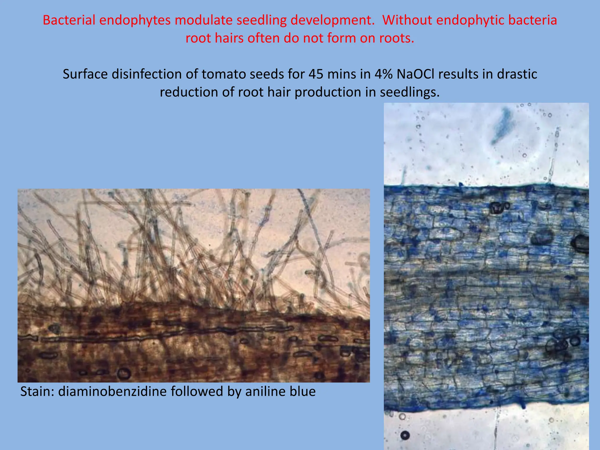 MICROBIAL ENDOPHYTES: DIVERSITY, FUNCTIONS, AND HOST-ENDOPHYTE ...