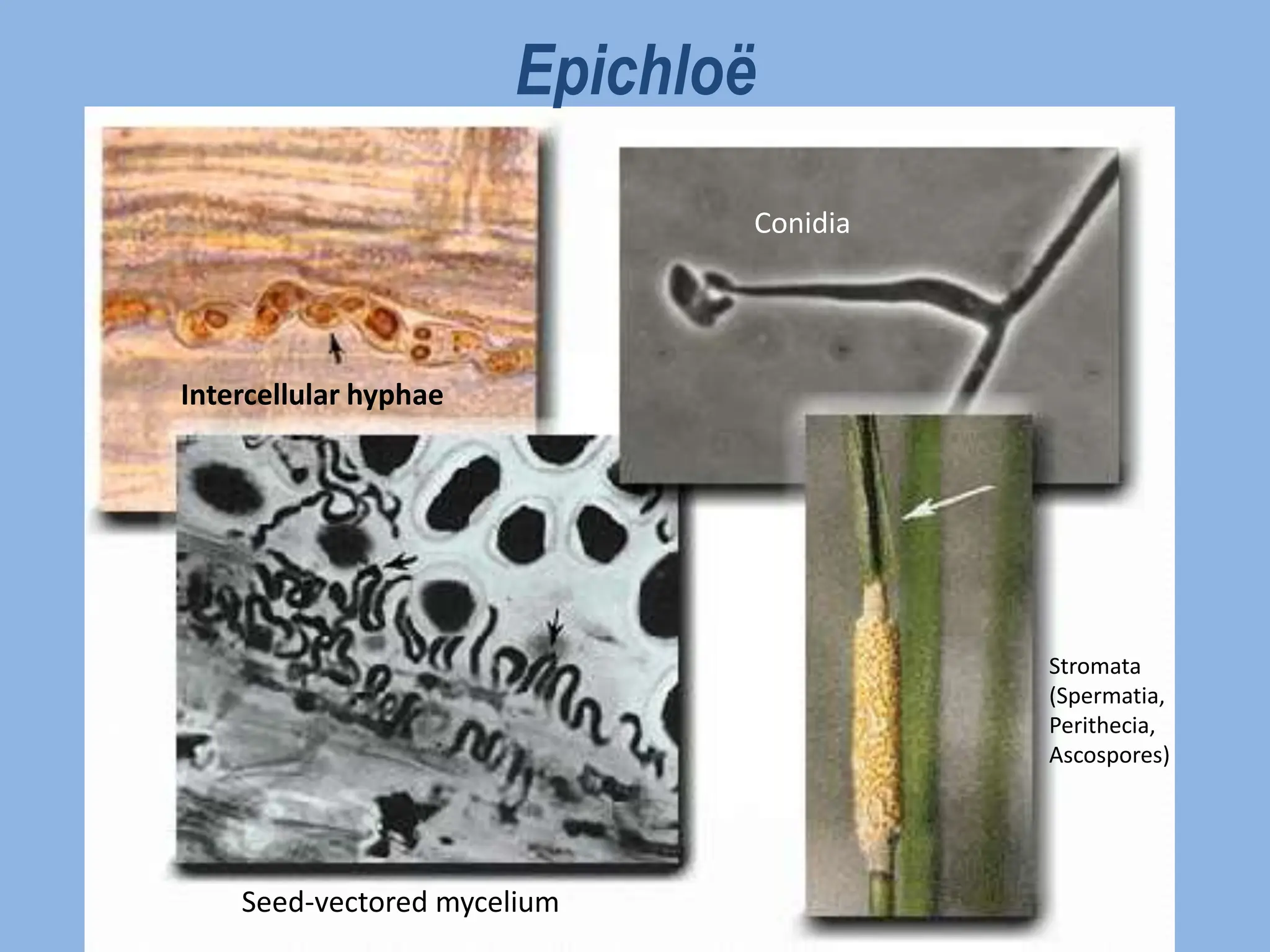 MICROBIAL ENDOPHYTES: DIVERSITY, FUNCTIONS, AND HOST-ENDOPHYTE ...