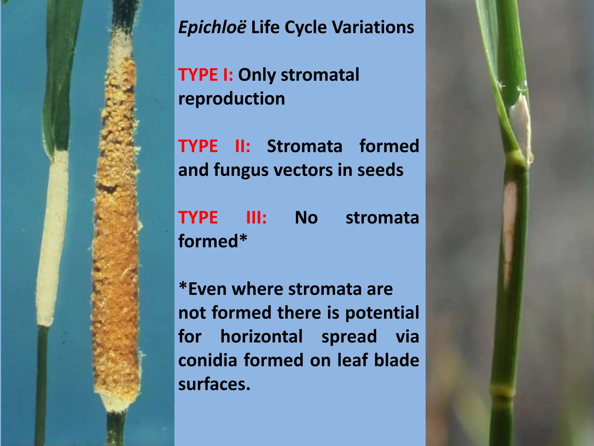 MICROBIAL ENDOPHYTES: DIVERSITY, FUNCTIONS, AND HOST-ENDOPHYTE ...