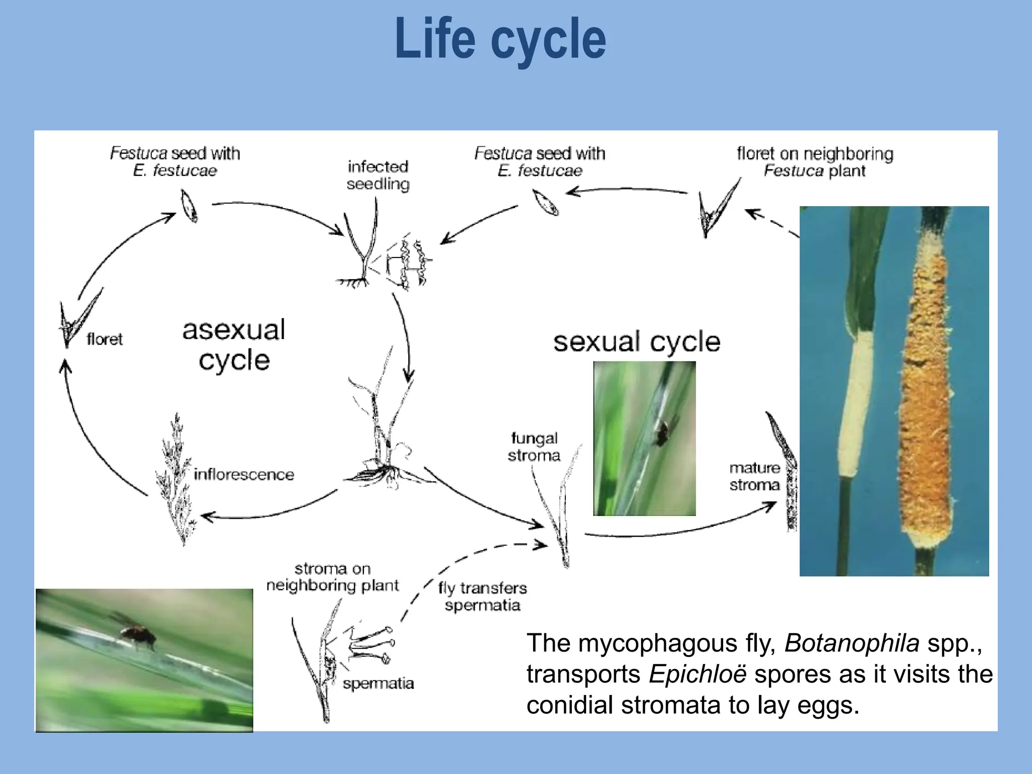 MICROBIAL ENDOPHYTES: DIVERSITY, FUNCTIONS, AND HOST-ENDOPHYTE ...