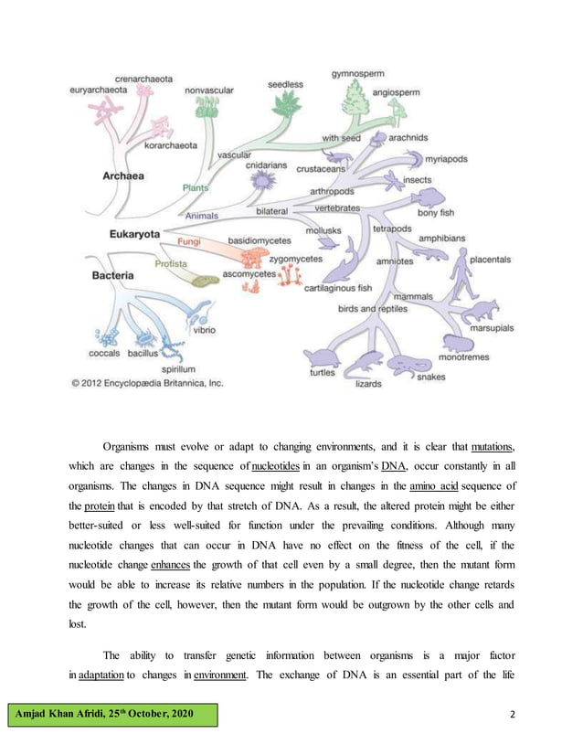 Microbial Evolution | DOCX
