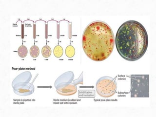 Microbiological examination of food | PPTX