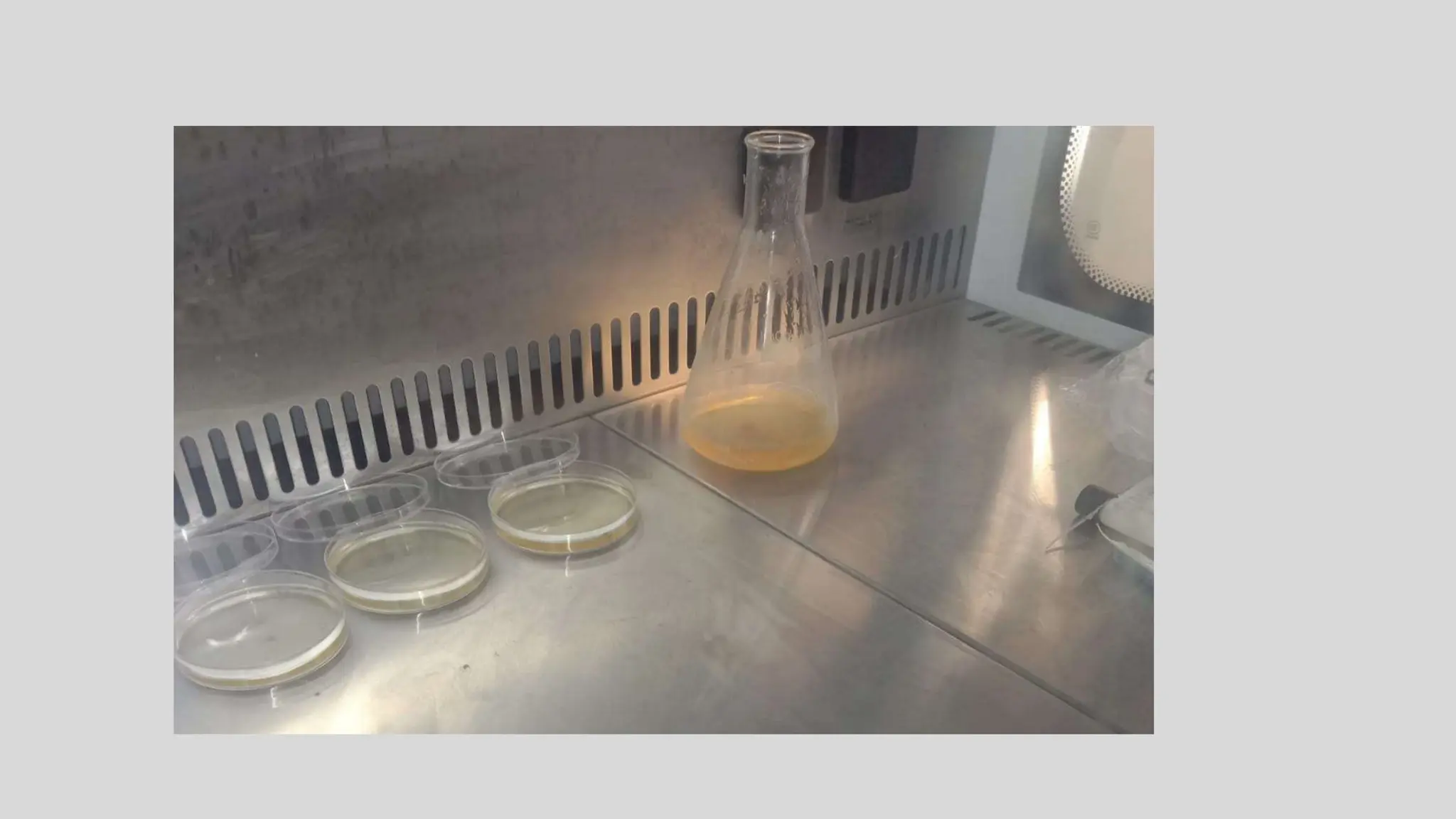 Microbial examination of milk^J meat and eggs group 1.pptx
