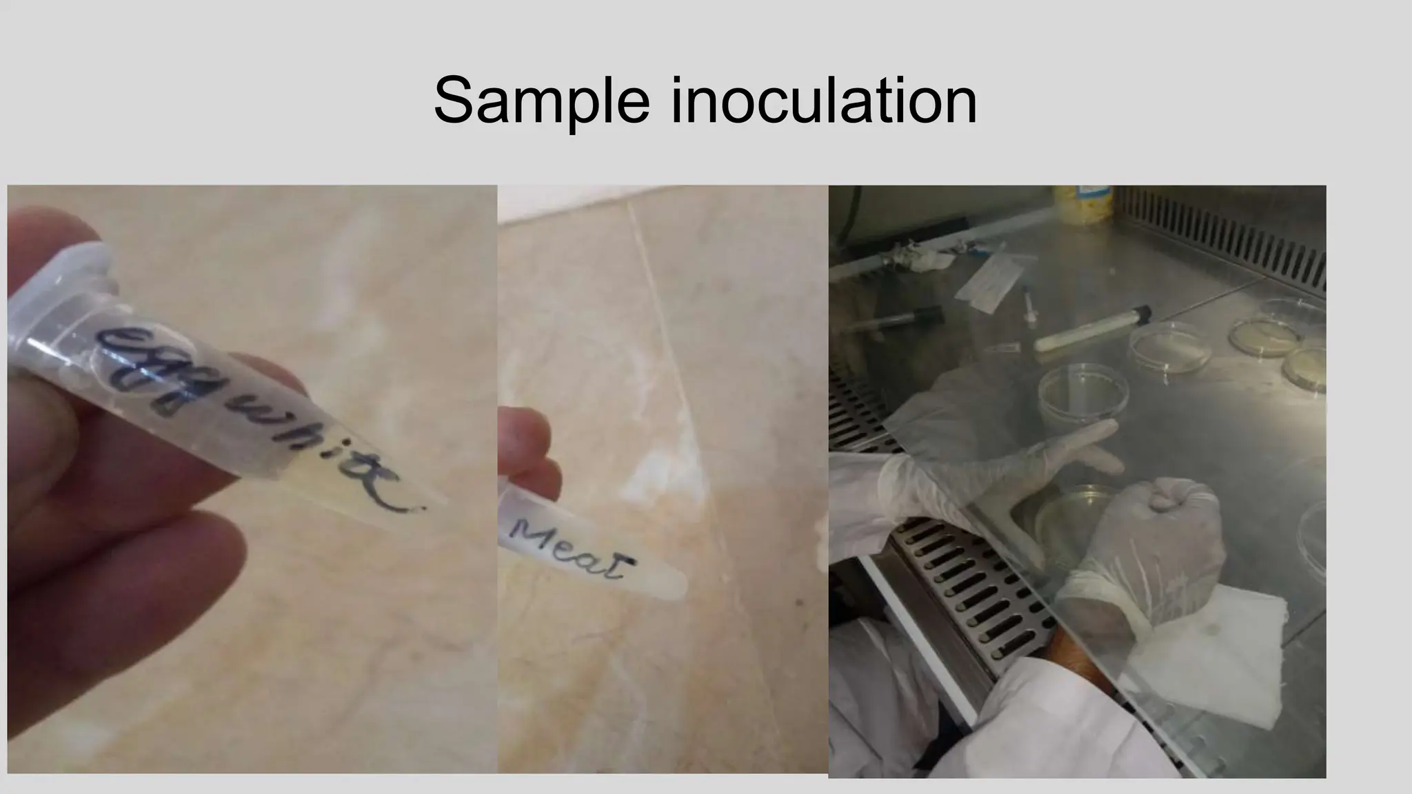 Microbial examination of milk^J meat and eggs group 1.pptx