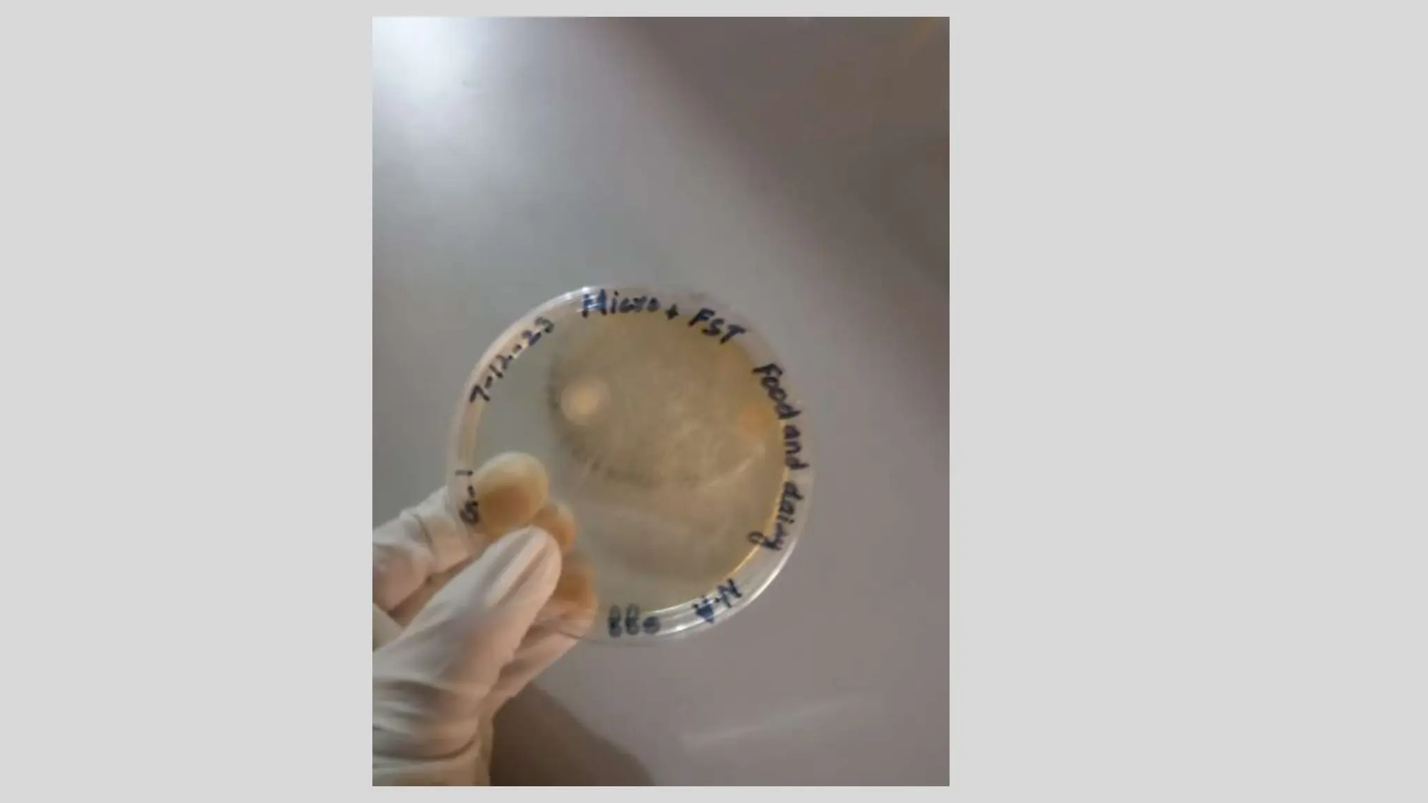 Microbial examination of milk^J meat and eggs group 1.pptx