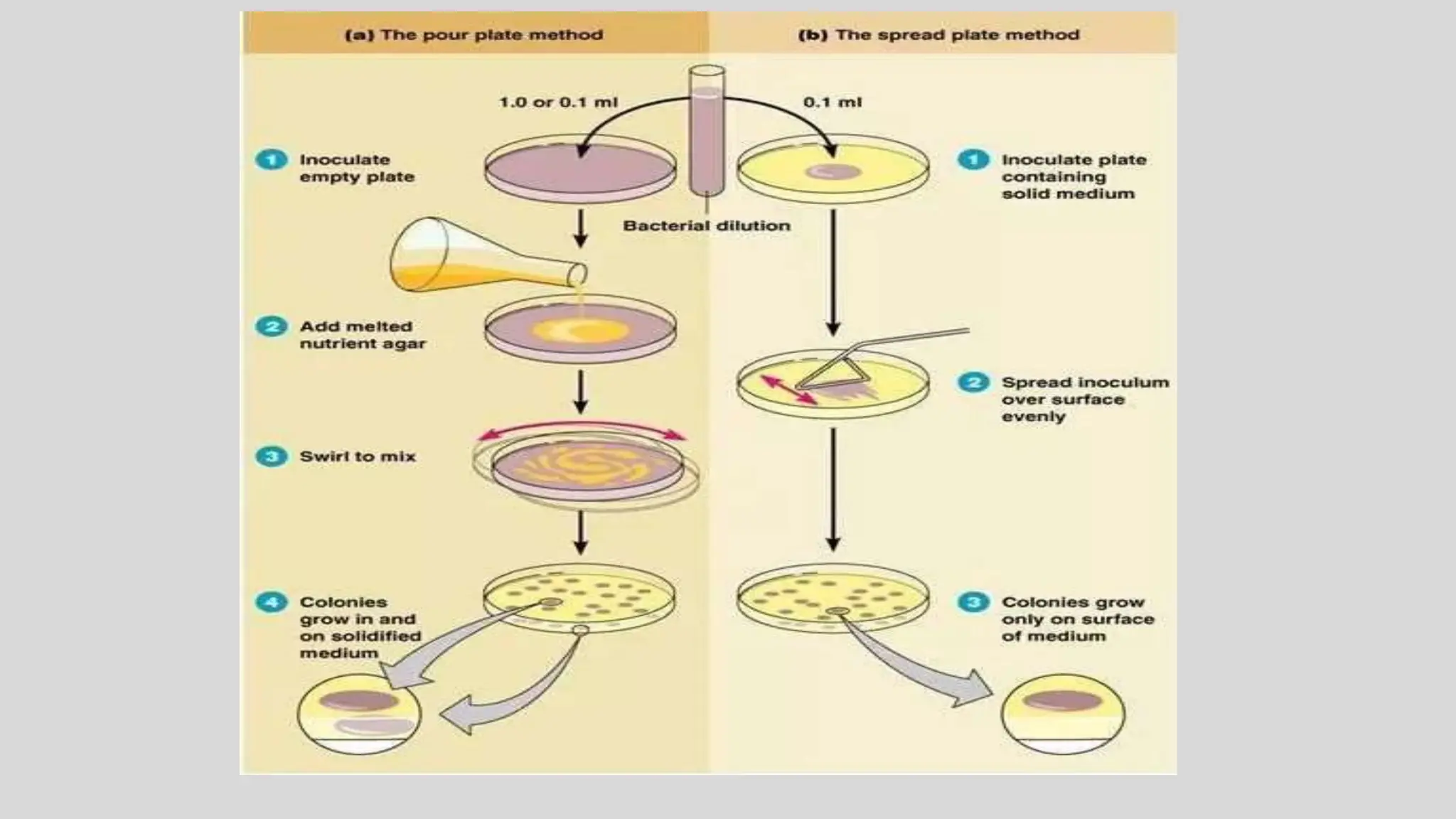 Microbial examination of milk^J meat and eggs group 1.pptx