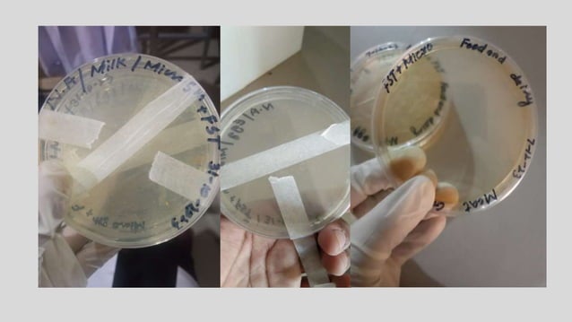 Microbial examination of milk^J meat and eggs group 1.pptx | Food & Drink