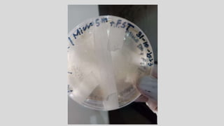 Microbial examination of milk^J meat and eggs group 1.pptx