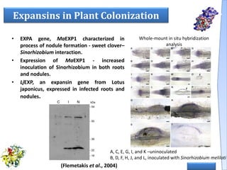 Microbial expansins | PPT