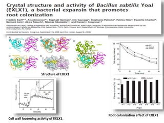 Microbial expansins | PPT