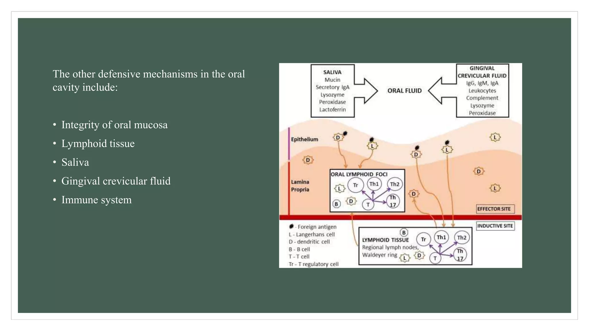 Microbial flora of oral cavity | PPTX