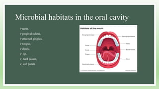 Microbial flora of oral cavity | PPTX
