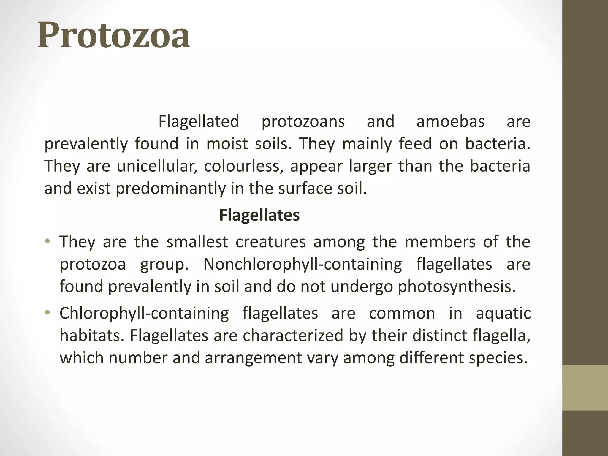 Microbial flora of soil | PPTX