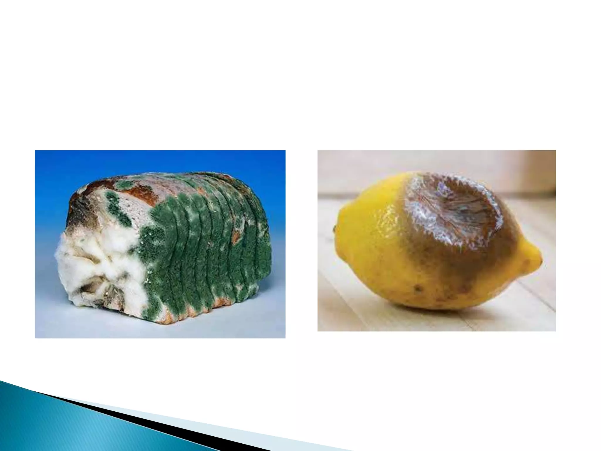 Microbial_Food_Spoilage-ppt.pptx