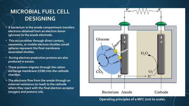 Microbial fuel cell | PPT