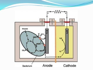 Microbial Fuel Cells | PPTX