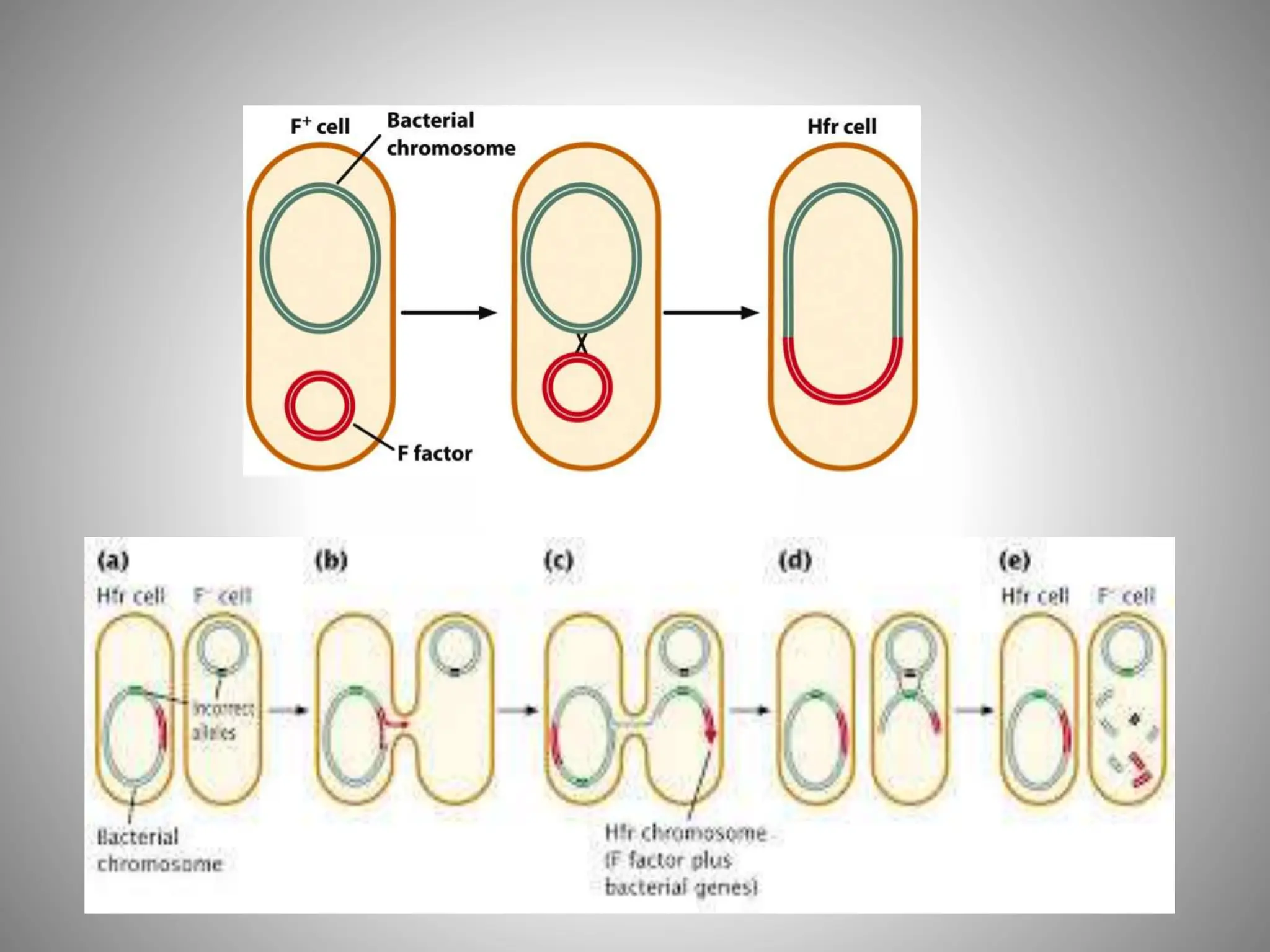 MODES OF MICROBIAL GENETIC RECOMBINATIONS.pptx