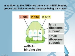 Microbial genetics translation | PPT