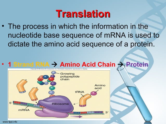 Microbial genetics translation | PPT