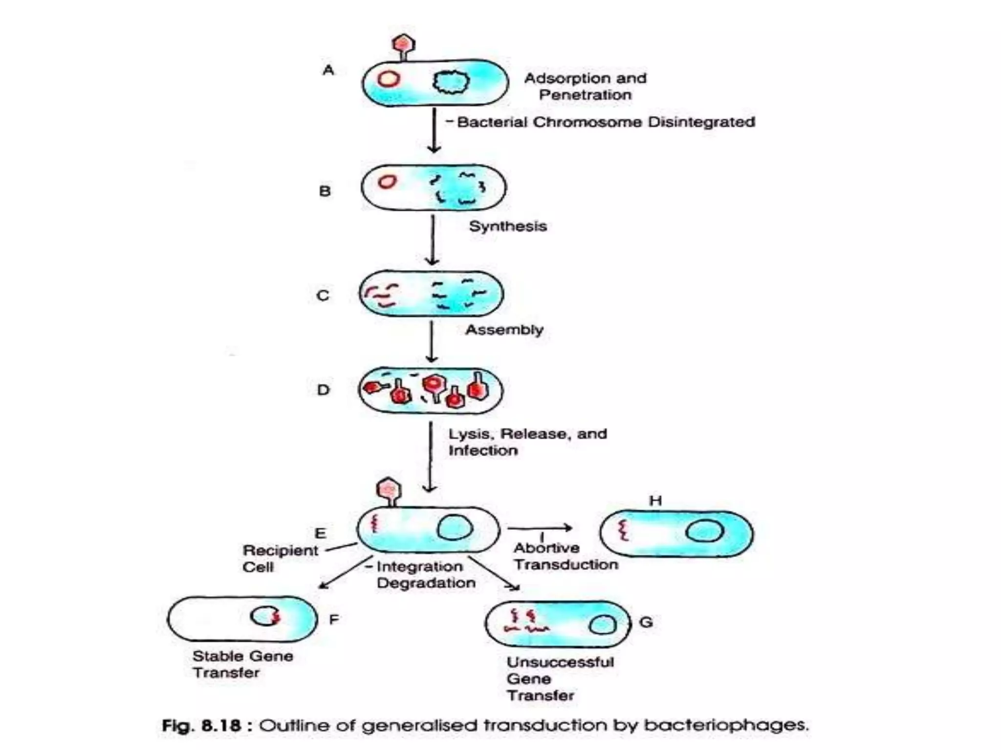 Microbial genetics 1.pptx