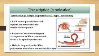 Microbial genetics lectures 7, 8, and 9 | PPTX