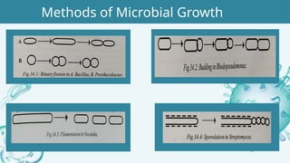 Microbial Growth and its phases and calculation of microbial growth | PPTX