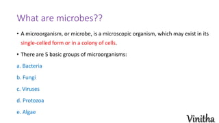 Microbial growth | PPT