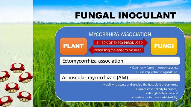 Microbial inoculant