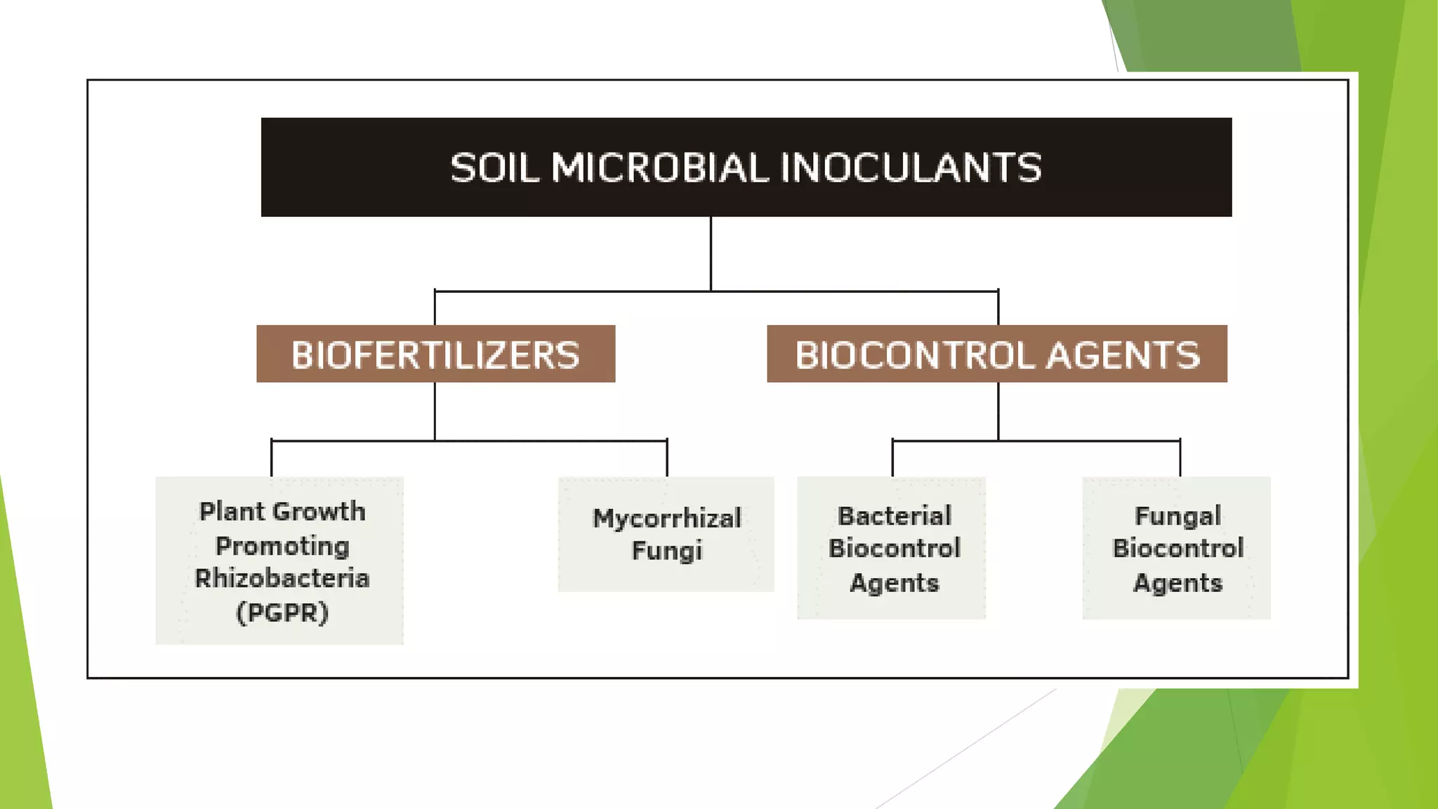Microbial Inoculants.pptx