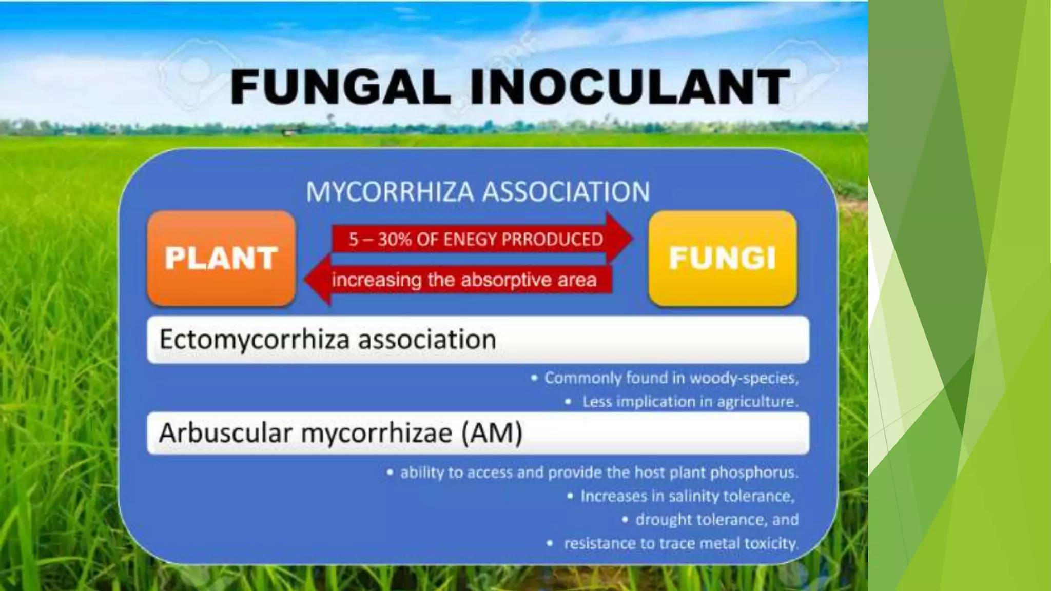 Microbial Inoculants Pptx
