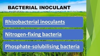 Microbial Inoculants.pptx