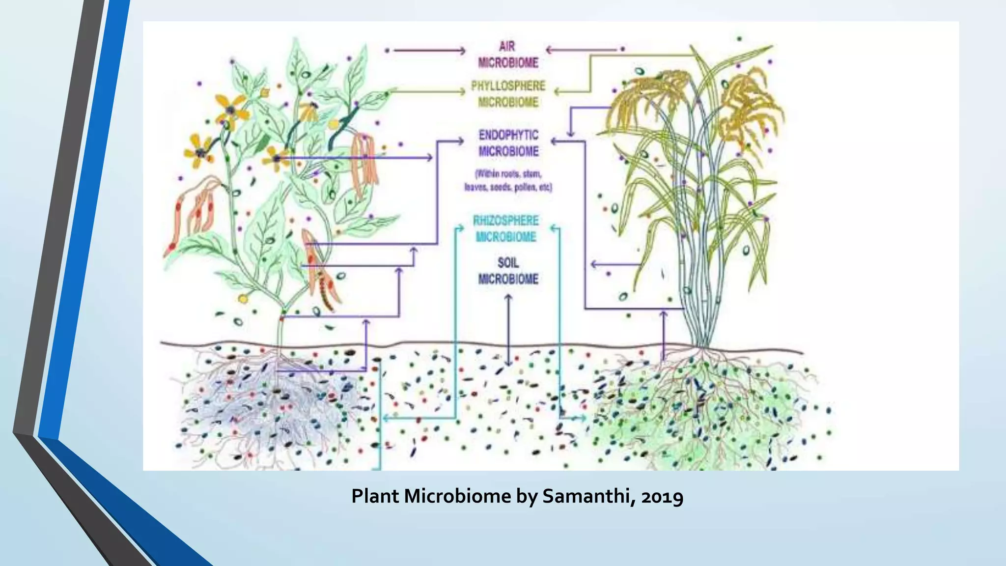 Microbial inoculants defined, types, importance, advantages.pptx Microbial inoculants defined, types, importance, advantages.pptx
