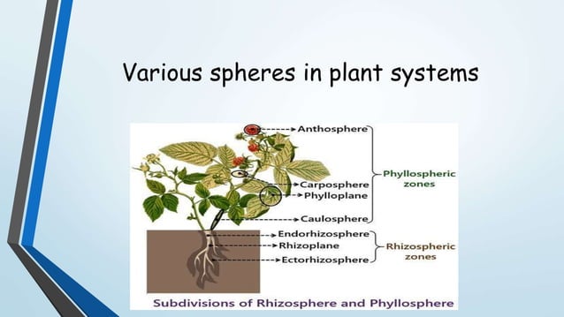 Microbial inoculants defined, types, importance, advantages.pptx ...