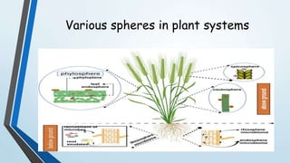 Microbial inoculants defined, types, importance, advantages.pptx