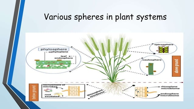 Microbial inoculants defined, types, importance, advantages.pptx Microbial inoculants defined, types, importance, advantages.pptx