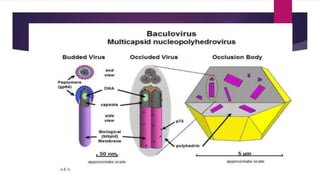 Microbial insecticides | PPTX