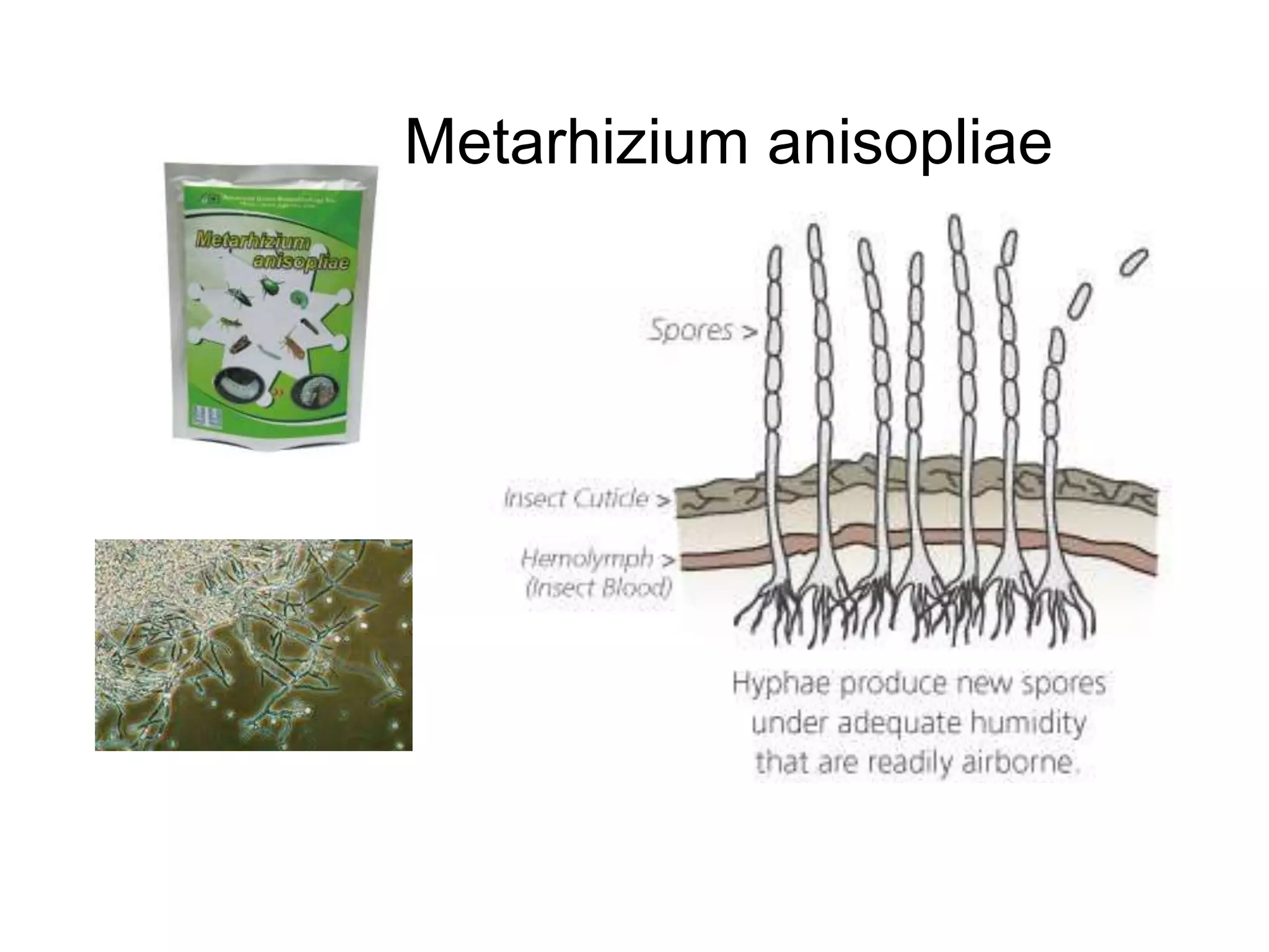 Microbial insecticides | PPTX