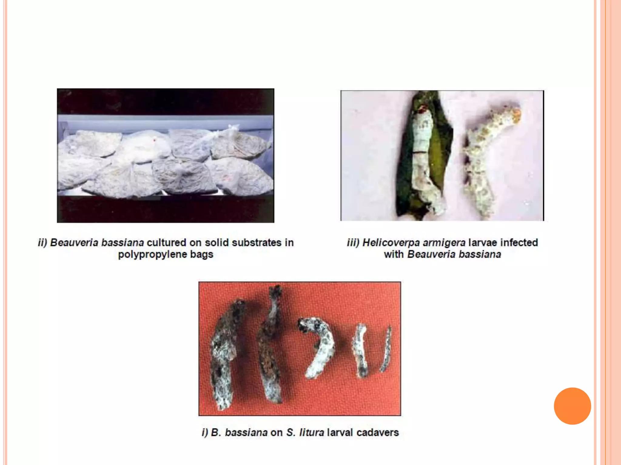 Microbial insecticides | PPTX