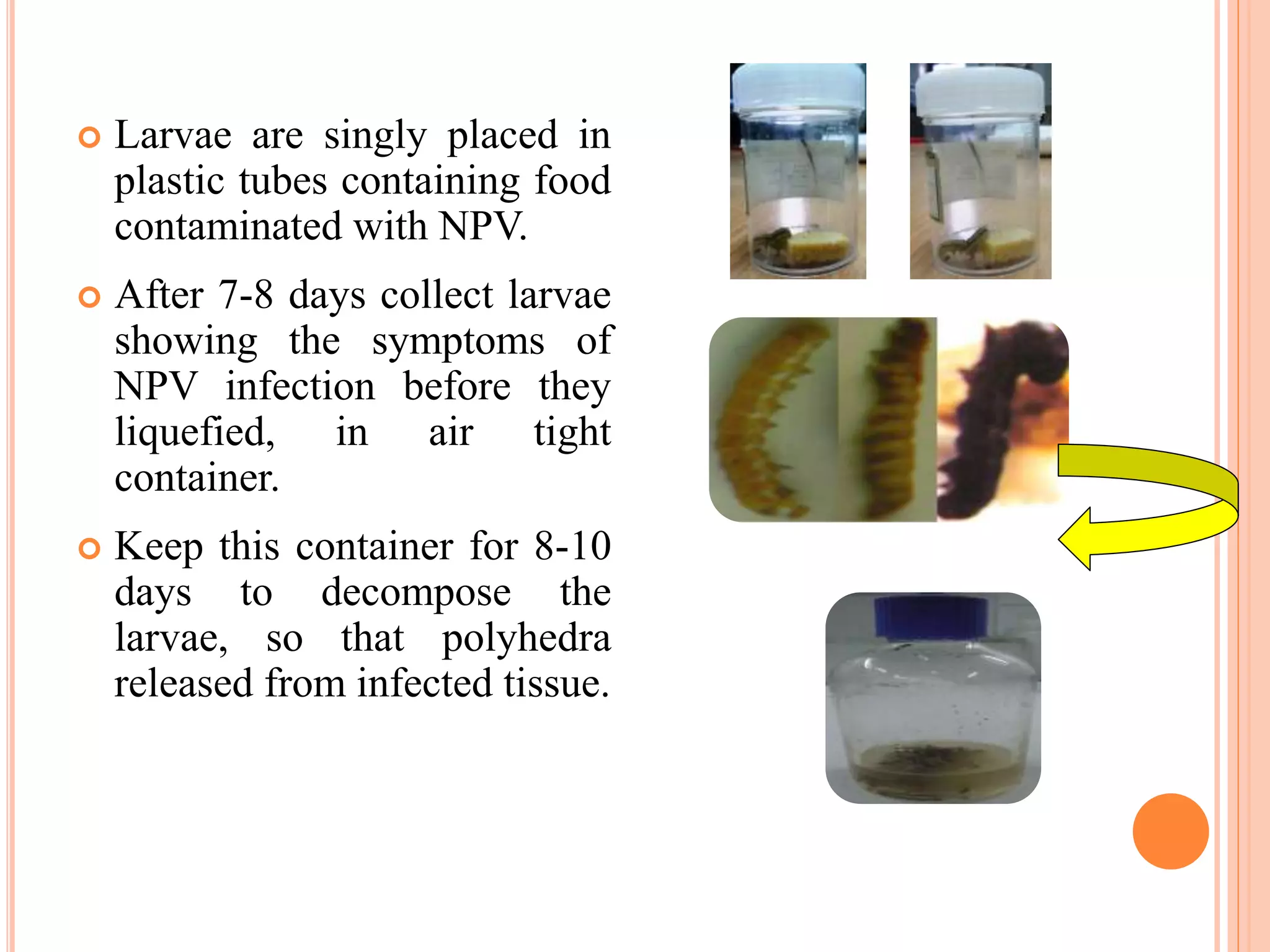 Microbial insecticides | PPTX