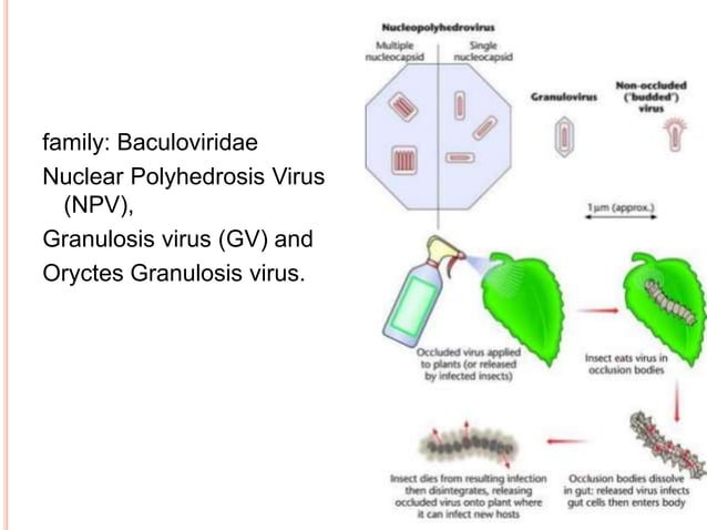 Microbial insecticides | PPTX