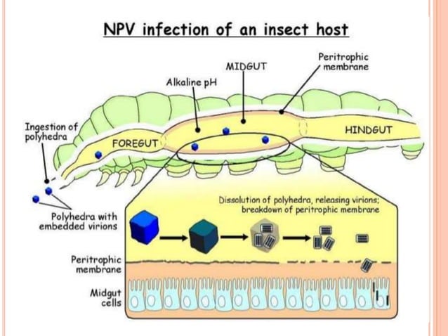 Microbial insecticides | PPTX