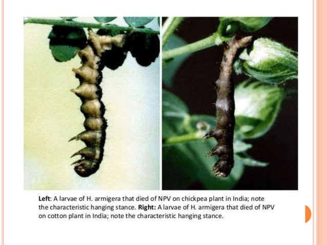 Microbial insecticides | PPTX