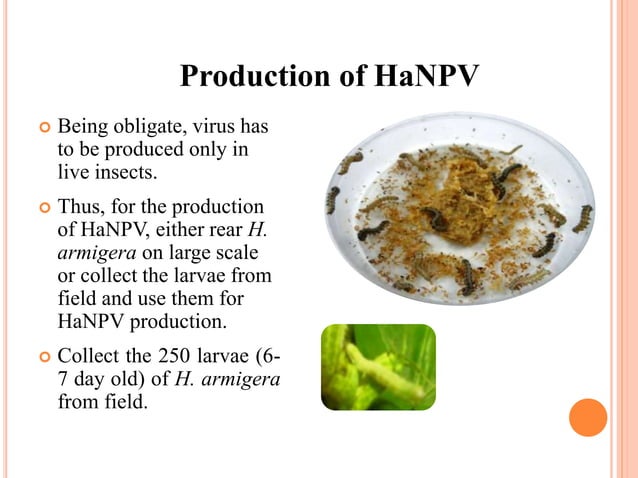 Microbial insecticides | PPTX