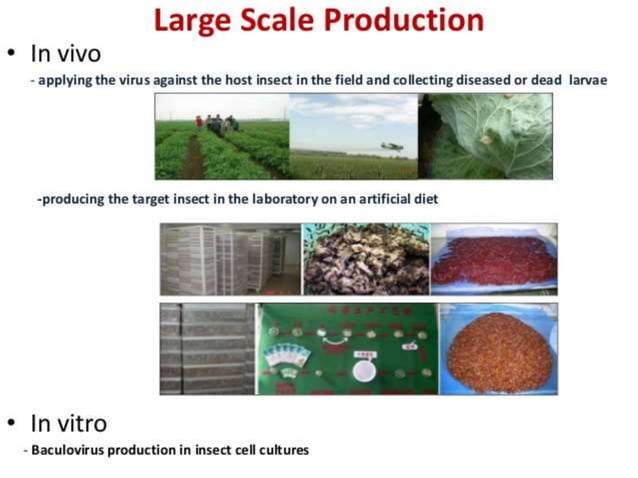 Microbial insecticides | PPTX