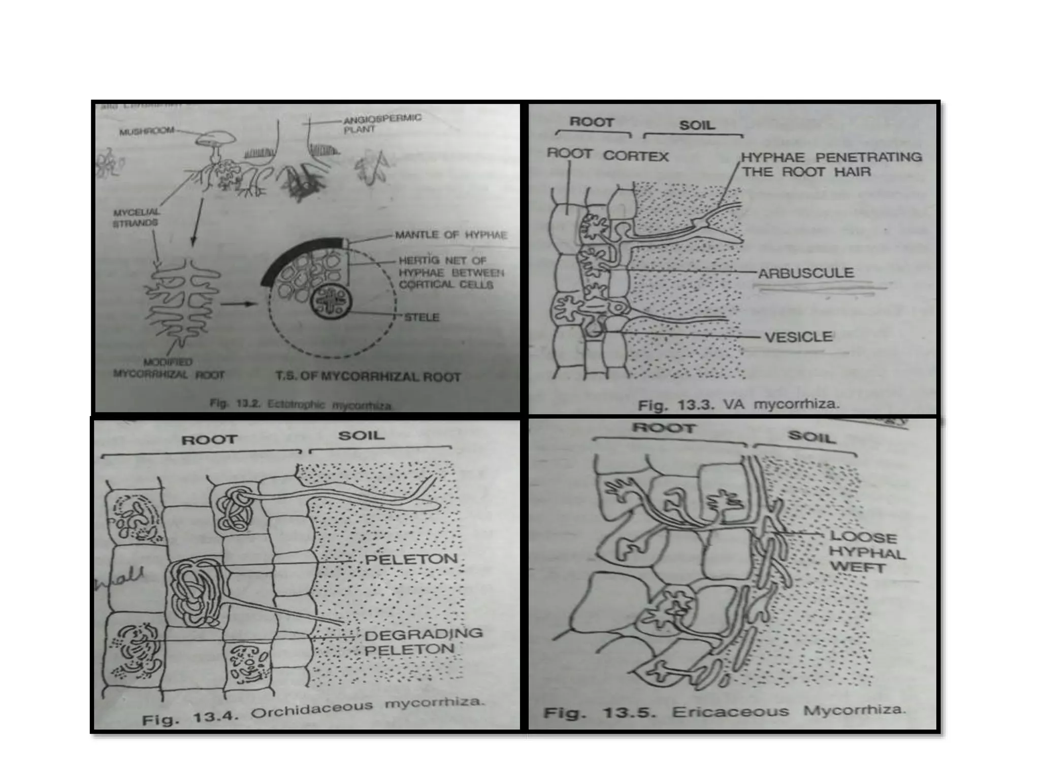 Microbial interaction | PPTX