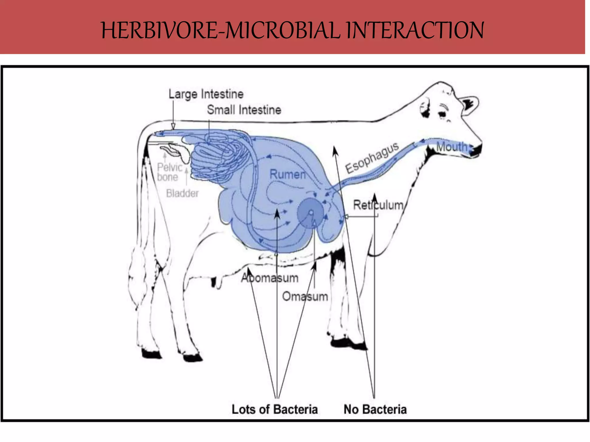 Microbial interaction | PPTX